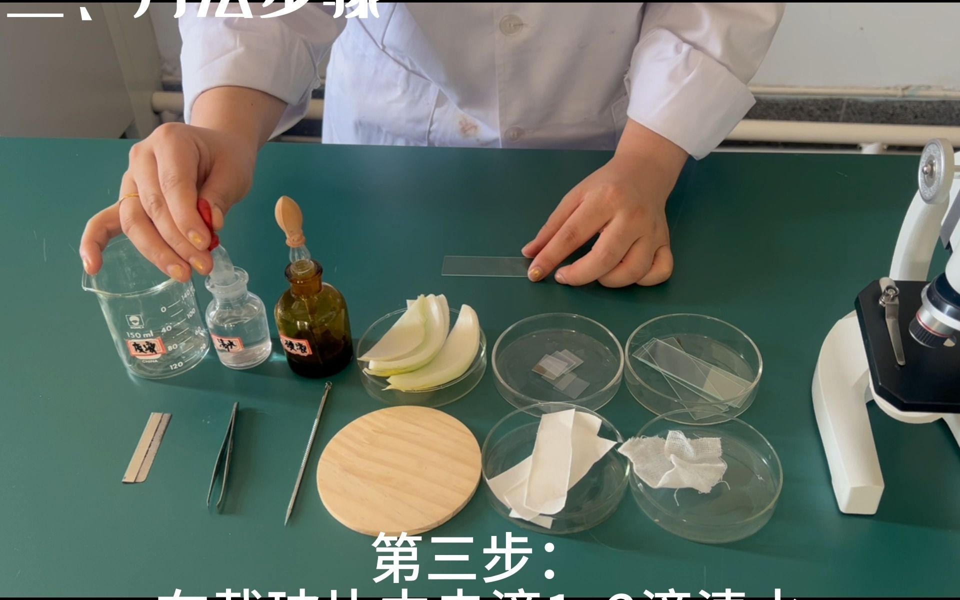 观察洋葱鳞片叶表皮细胞