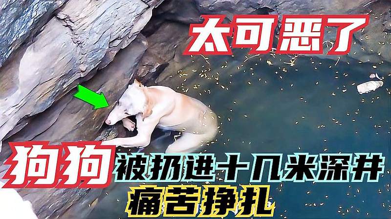狗狗被坏人扔到井里,善良小哥及时救助,使狗狗脱离危险重获新生