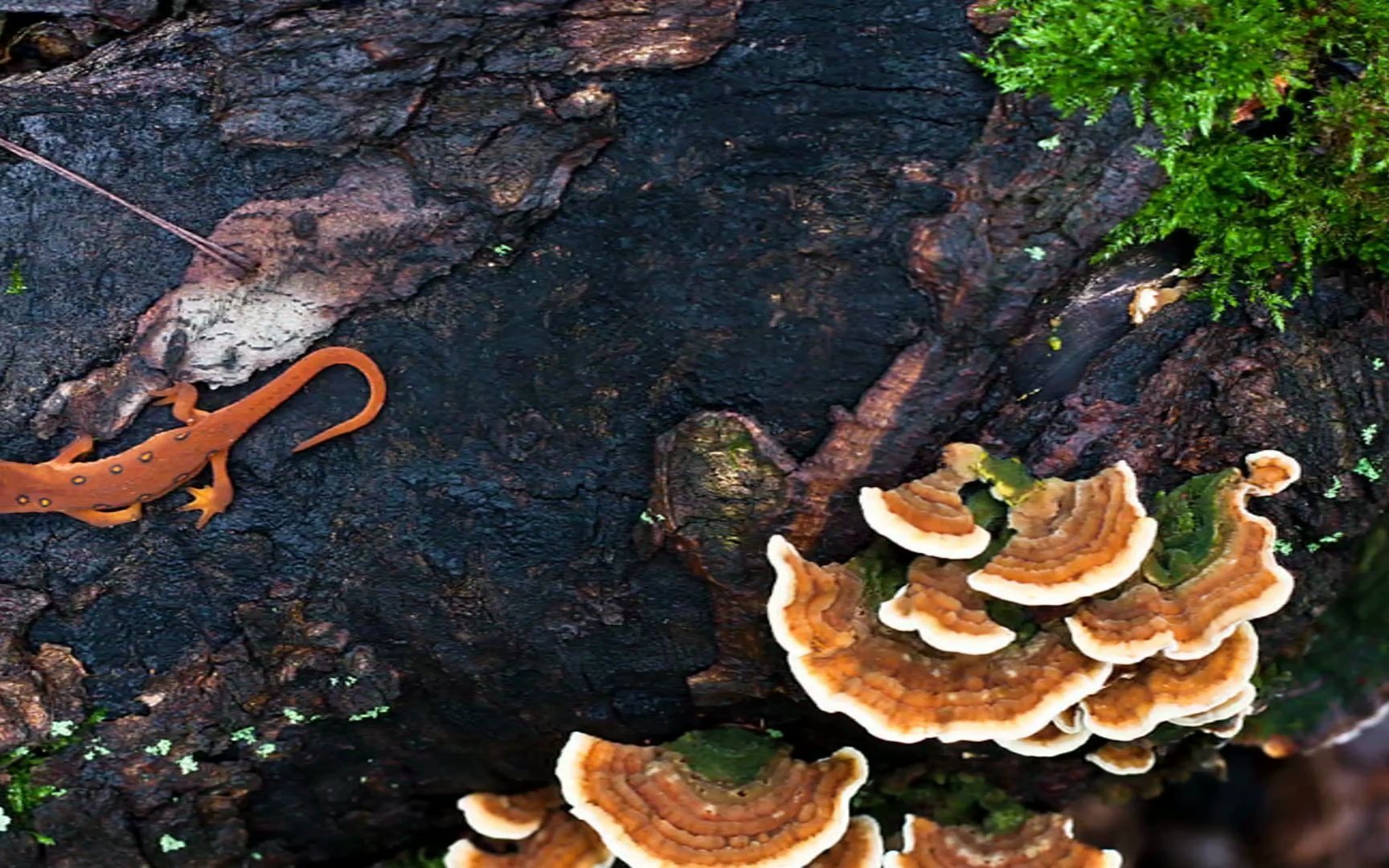 专利复审和无效宣告实务研修班3