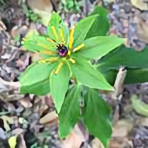 深情少爷 