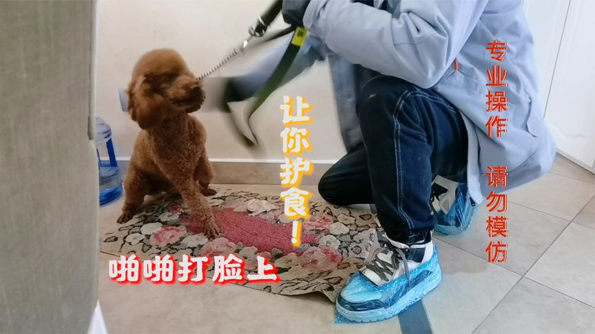 泰迪护食全家被咬好几次,帅小伙上门训练,一巴掌后女主人乐了!
