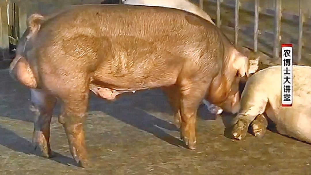 种公猪复选时,不仅要关注它们的健康状况,还要注意体型