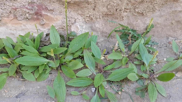 你挖过车前草吗?神奇妙用真是厉害,看完立马告诉家里人