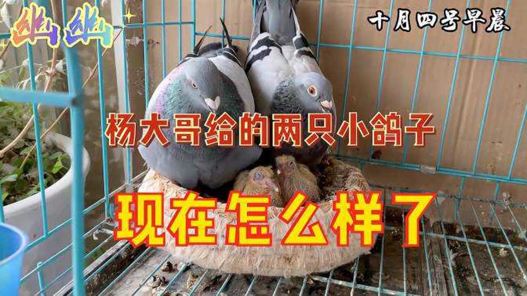 这对小鸽子在不确定的因素下做了实验