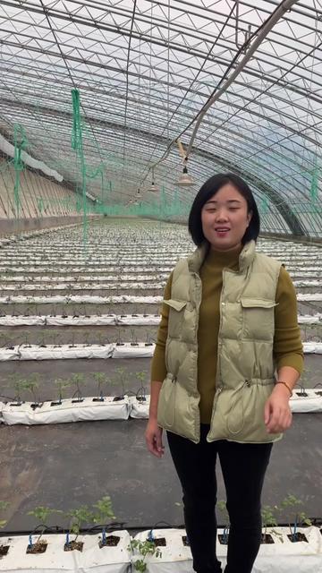 无土栽培定植前的关键操作,这一点很重要,无土栽培技术培训班同步...