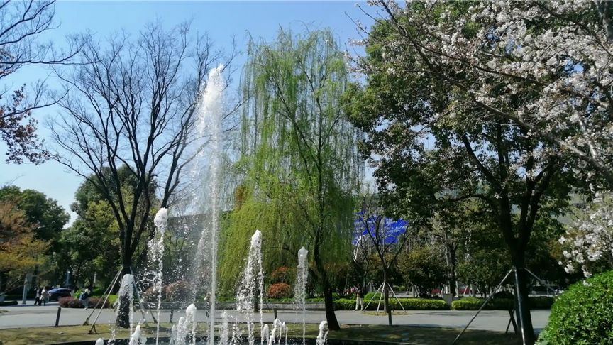 办公室的绿植,品种太少,但这也不妨碍我每天学拍摄学剪辑提升!