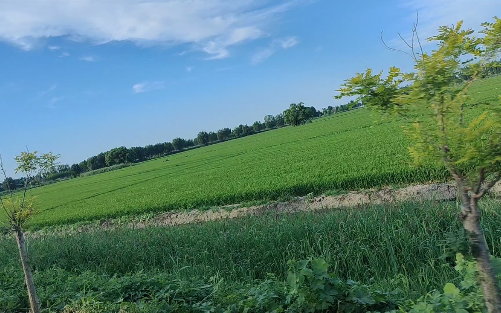 水稻的一生 什么事物都是青春的时候最美好 老去的时候收获满满 如同...