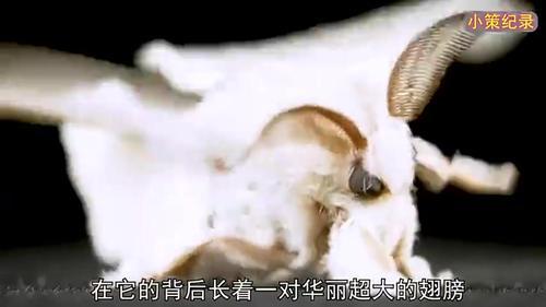纪录片:一出生就拼命狂吃的幼蚕,蜕化成蛾后只能活3天