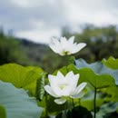pureserenity 