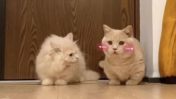 别的小母猫都是想和等等撒娇 而奇迹,只想和等等单挑ߧ�#萌宠