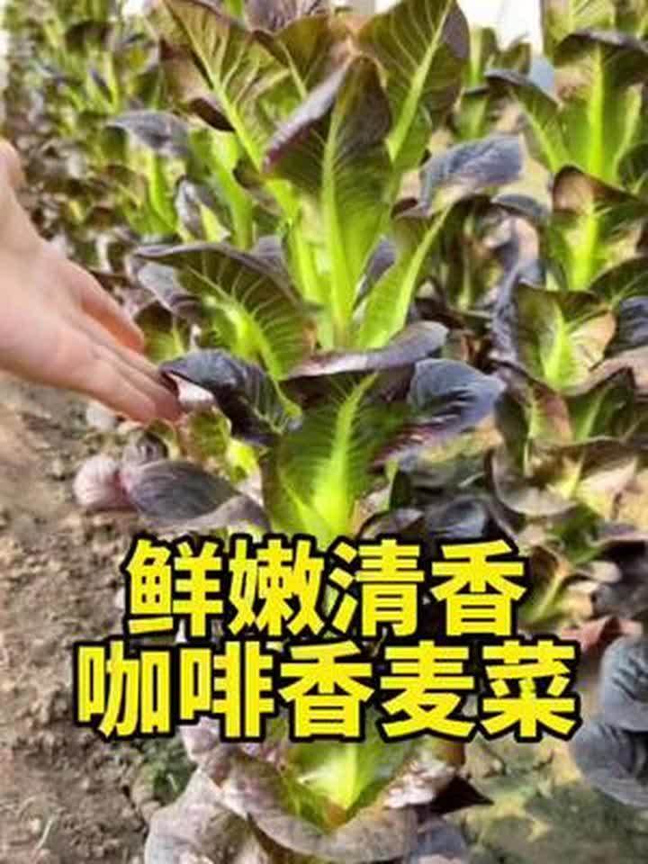 夏季种菜千万不能少了它,咖啡香麦菜从来不着虫,口感清香鲜嫩!咖啡香麦