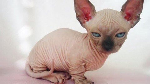 世界上最贵的几种宠物,一般人可养不起,穷到生自己气