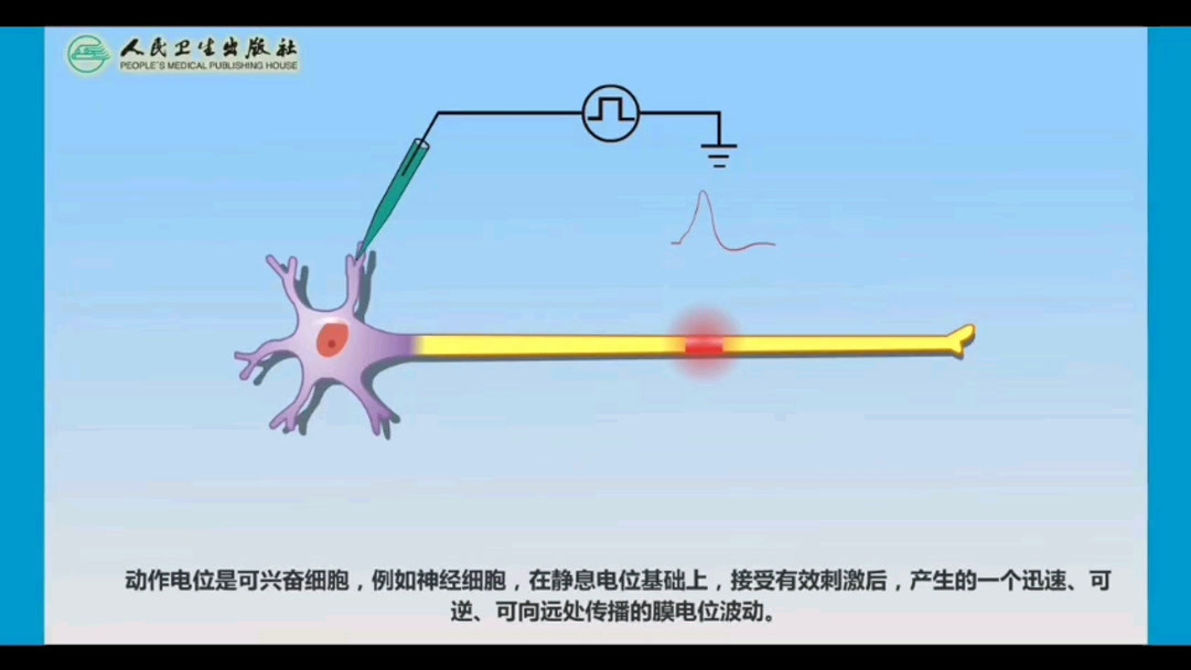 【生理学】神经细胞动作电位的产生及传导