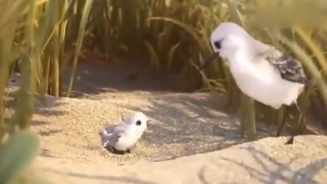 一部治愈系超萌温暖动画短片,家长和孩子都值得看一看!