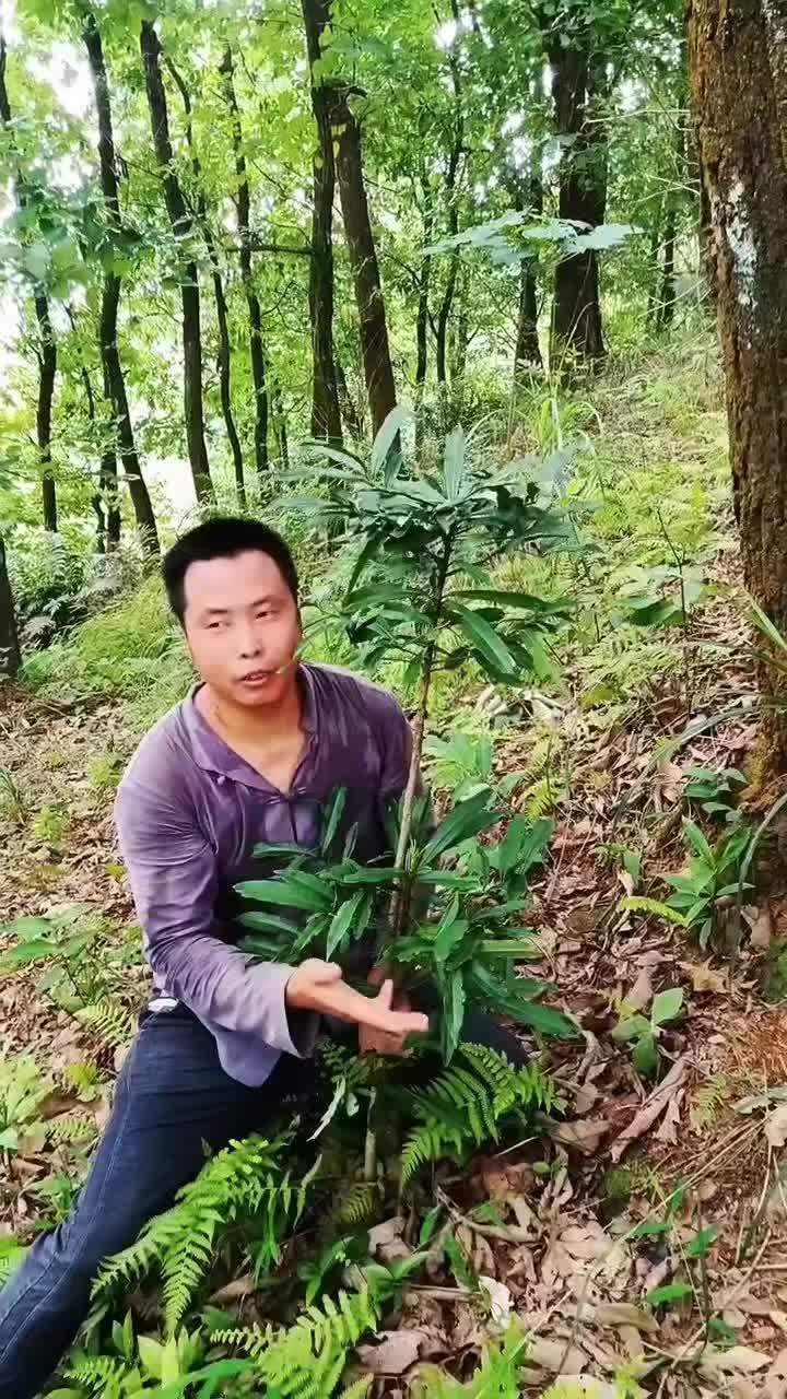 今天遇到了朱砂根#记录真实生活 #三农 #大自然的馈赠