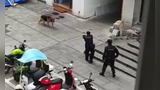 重庆警方回应:“三民警当街枪杀德牧” 系接报警称有流浪犬扑咬群众