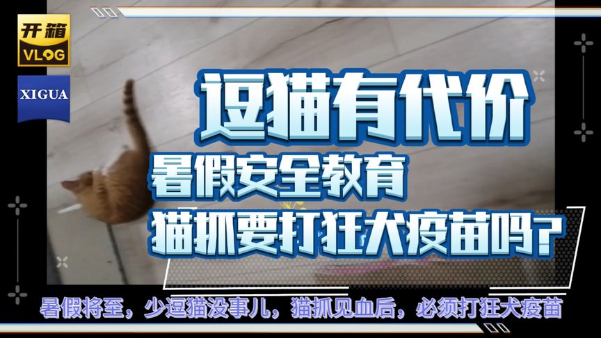 逗猫有代价,暑假安全教育之预防宠物伤