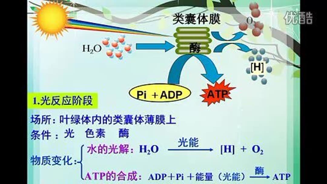 张丽娟:高中生物《光合作用的过程》