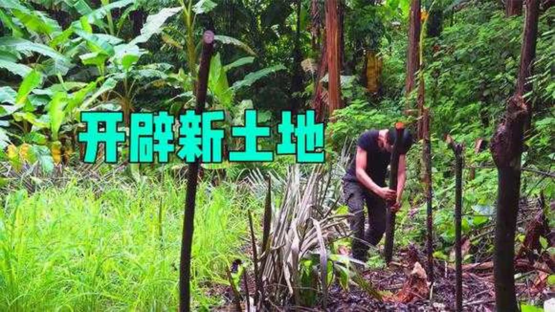 热带雨林荒野开荒务农,种植庄稼长势旺盛,继续开阔很多种植地!