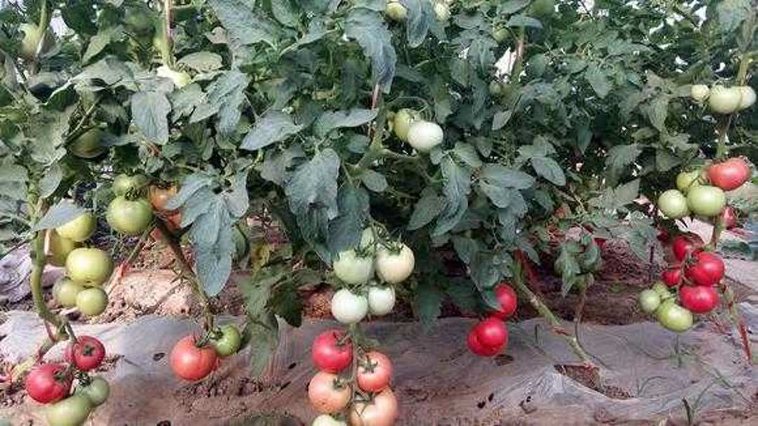 番茄移栽掌握这个窍门,果实压满枝,植株不早衰