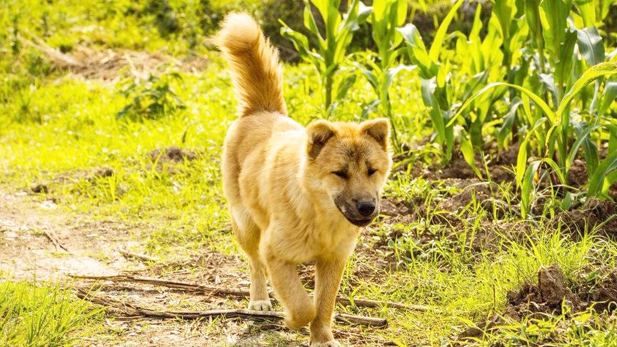 世界最忠诚狗排名前十 金毛入选 中华田园犬厉害了 二哈排第几