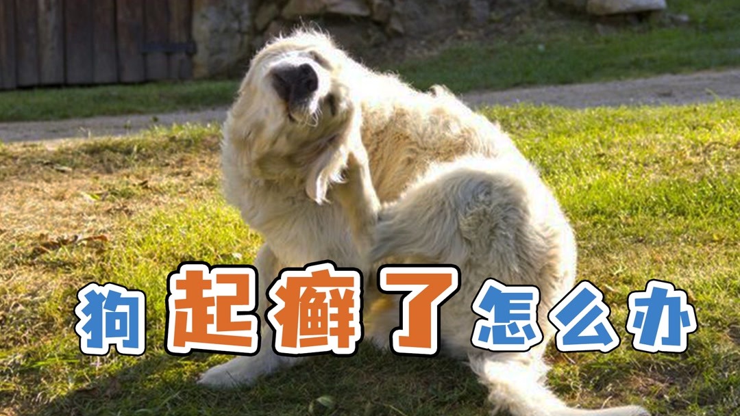 狗起癣了怎么办