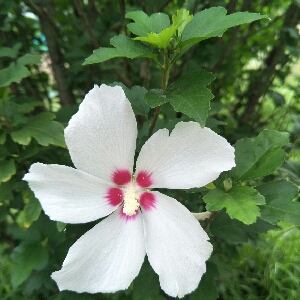 专升本高数党老师 