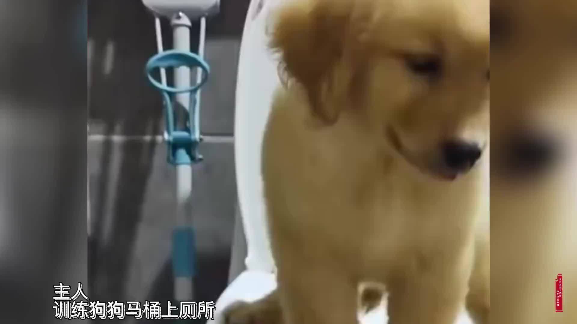 主人训练狗狗马桶上厕所,小脚一滑掉了进去,太悲剧了!