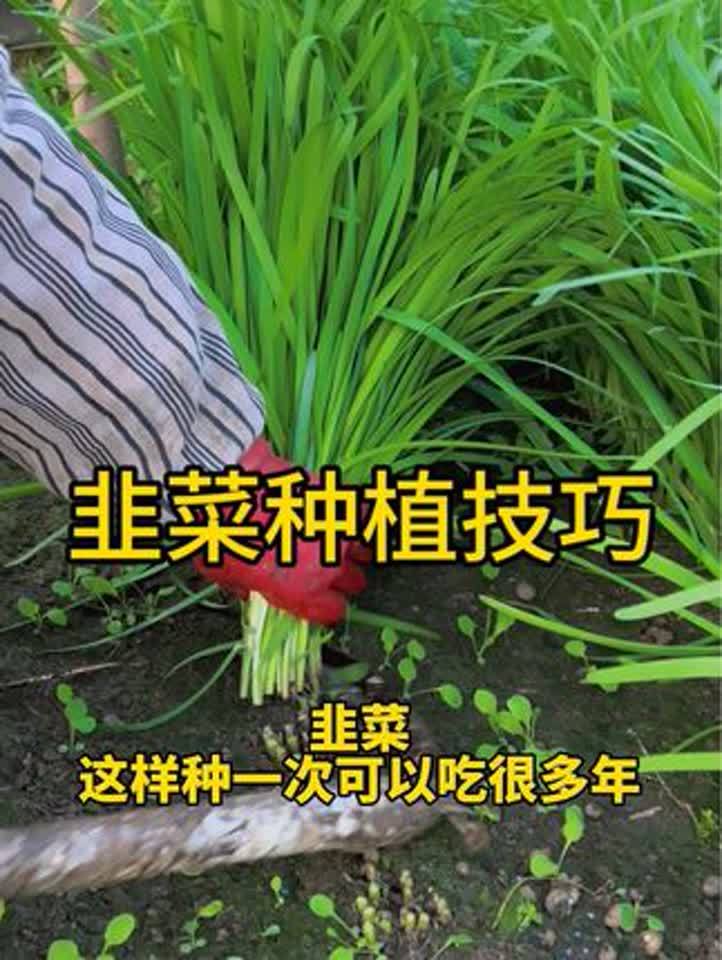 韭菜种植技巧,种一次可以吃很多年农业种植