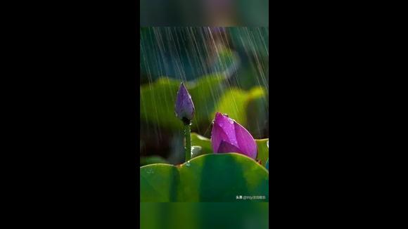 让我们荡起双桨,回放童年梦想