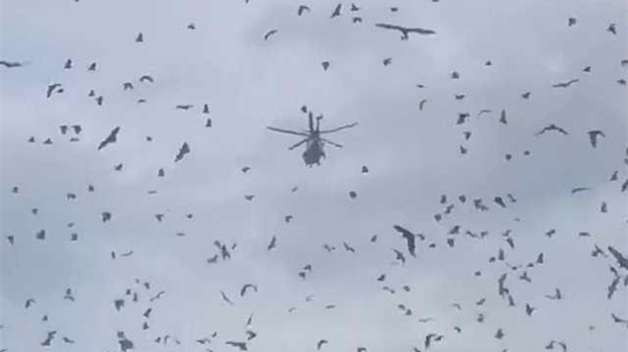 病毒宿主再造祸 30万蝙蝠在澳洲上空铺天盖地