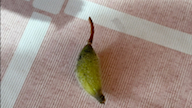 凤仙花的果实