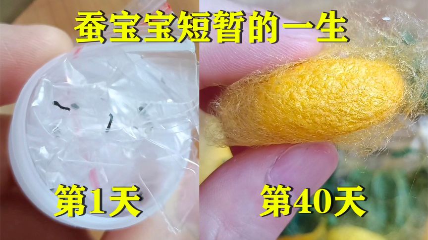 大千世界好神奇,小伙实拍蚕宝宝吐丝成茧到产卵全过程,太可爱了