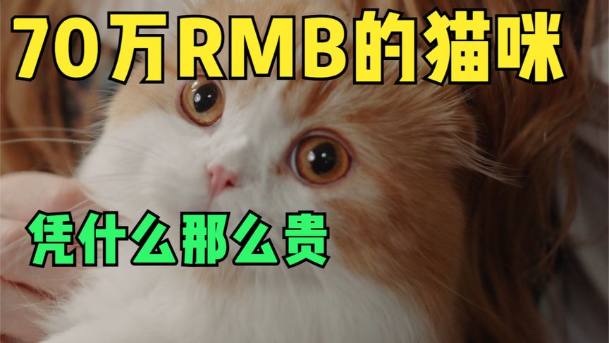全球猫咪价格排名,最贵的猫居然身价70万人民币,凭什么卖这么贵