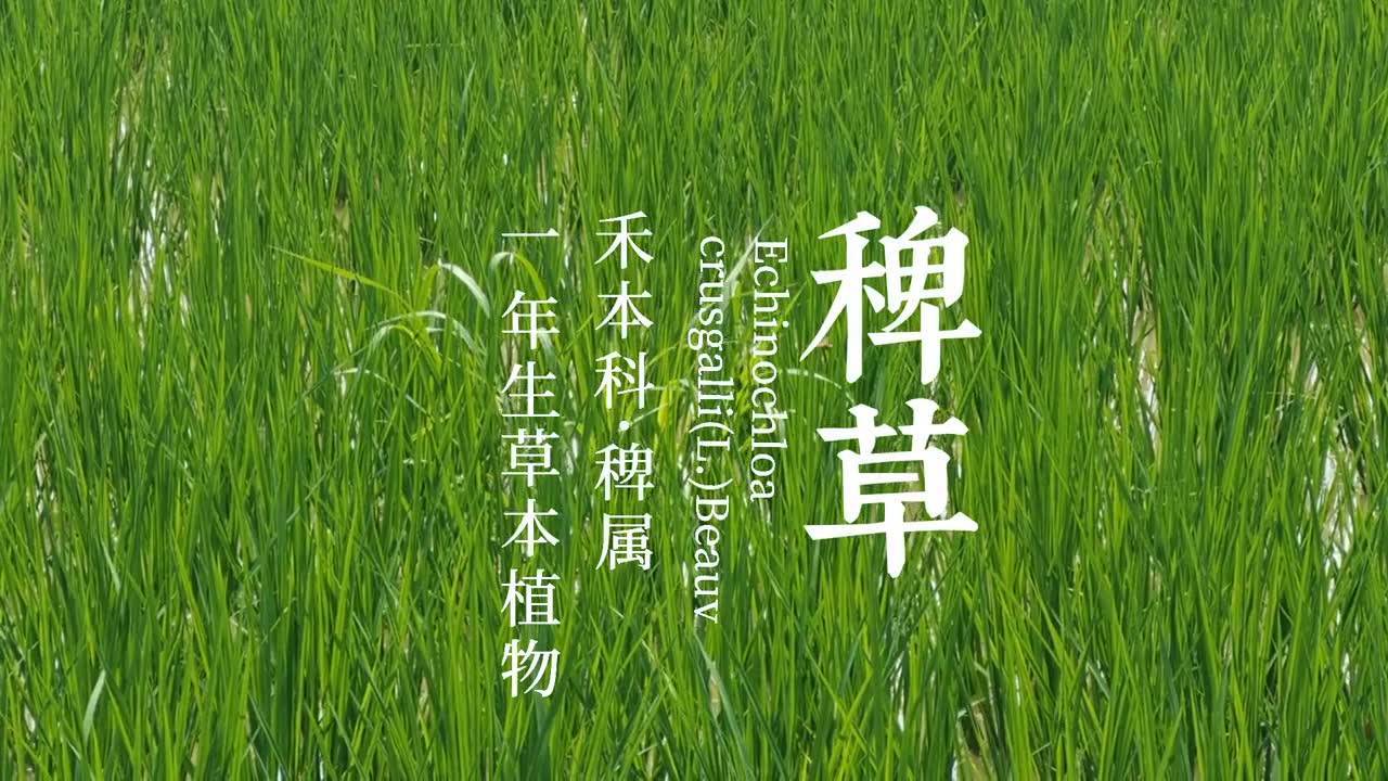 古老的粮食植物稗子,是水稻与小麦的祖先