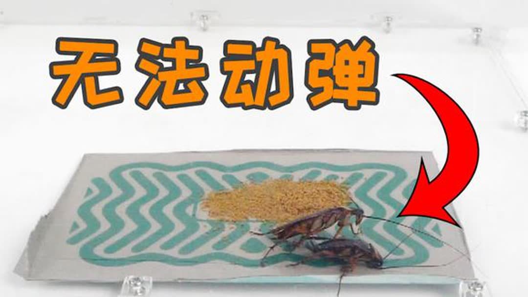 蟑螂一碰就无法逃脱,还有这样的东西?