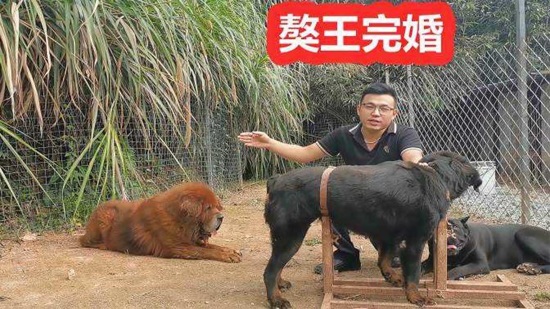 藏獒相亲罗威纳犬,卡斯罗犬半路冲出,猛犬完婚精彩非凡