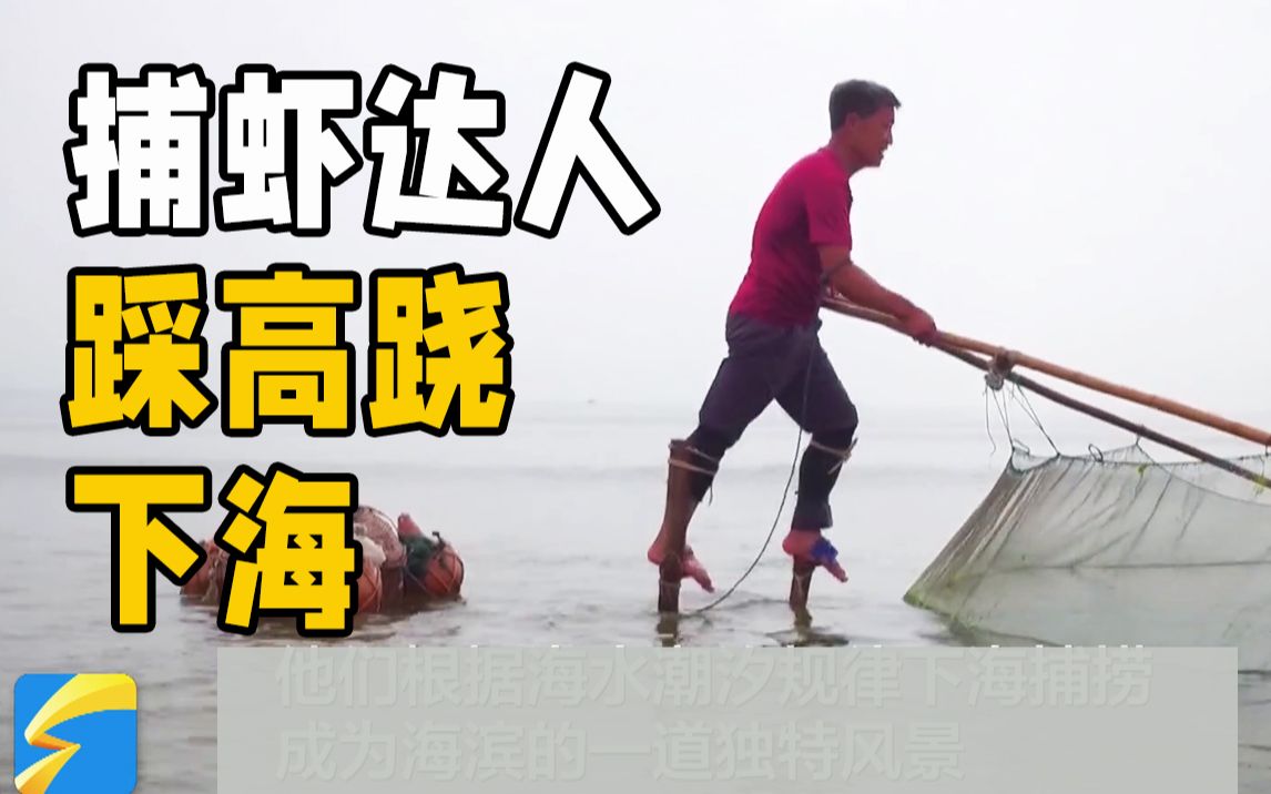青岛西海岸渔民有种特殊捕虾技巧,一天可入上千元