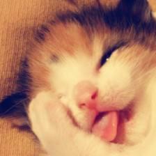 猫小萌给你快乐每天 