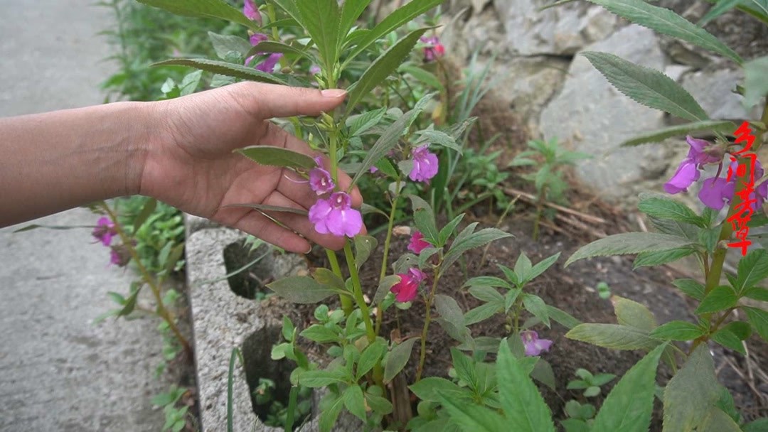 染指甲的凤仙花,可用于“癥瘕、积聚”,你知道吗?