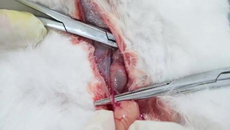 家兔膀胱插管术