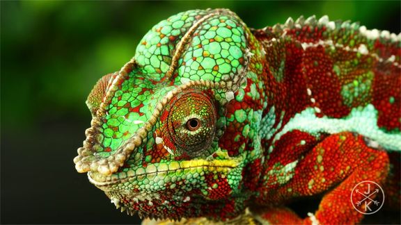 3. 爬行动物 – 两栖动物 8K HDR 60FPS (FUHD) 杜比视觉