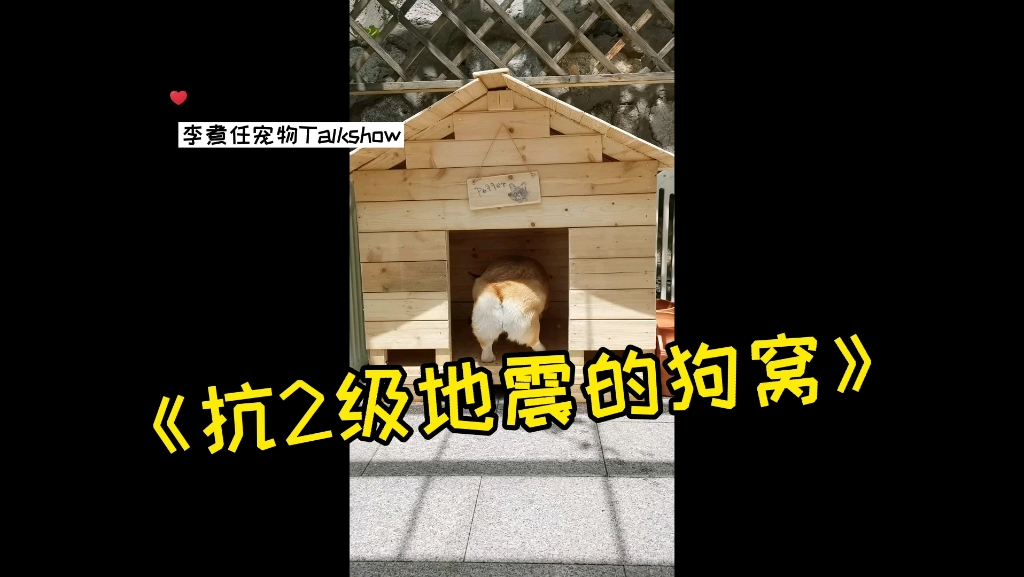 自制狗狗小木屋是一种怎样的体验?我们给泡特建了一个小房子!二次...