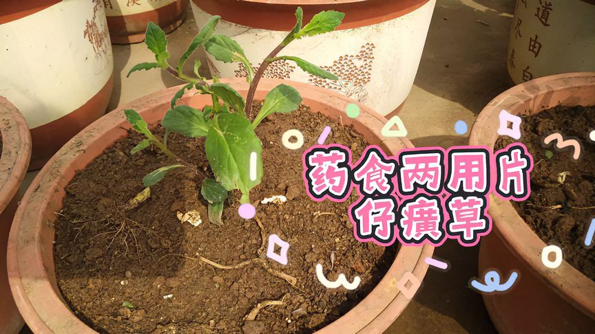 您知道片仔癀草的药用功效吗?今天在百草园里栽培了三棵!