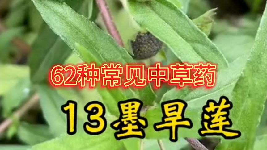62种常见中草药