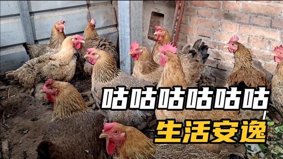 路过鸡圈,突然发现这几只鸡过得还挺安逸,咕咕咕的叫声还听好听