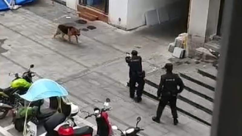 重庆警方回应:三民警当街枪杀德牧 系接报警称有流浪犬扑咬群众