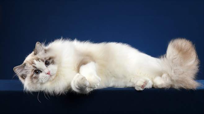 猫咪科普之布偶猫