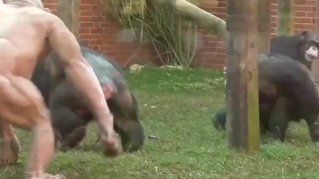 动物园现罕见无毛黑猩猩 惨遭同类群起欺负
