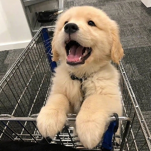 社恐老吴 